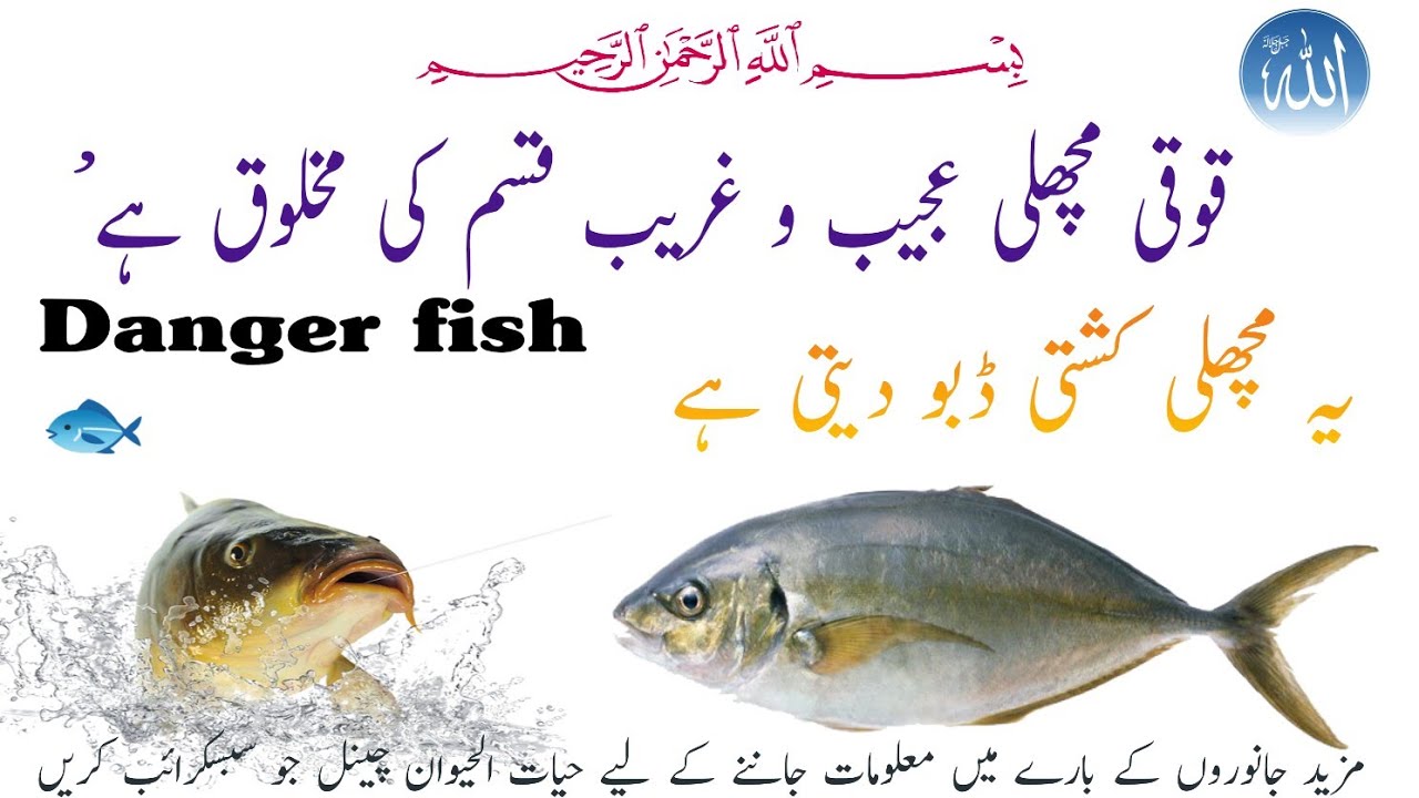 Danger Fish Qoqi fish aik kante Wali Machli Shikari ko Shikar kaisy ...