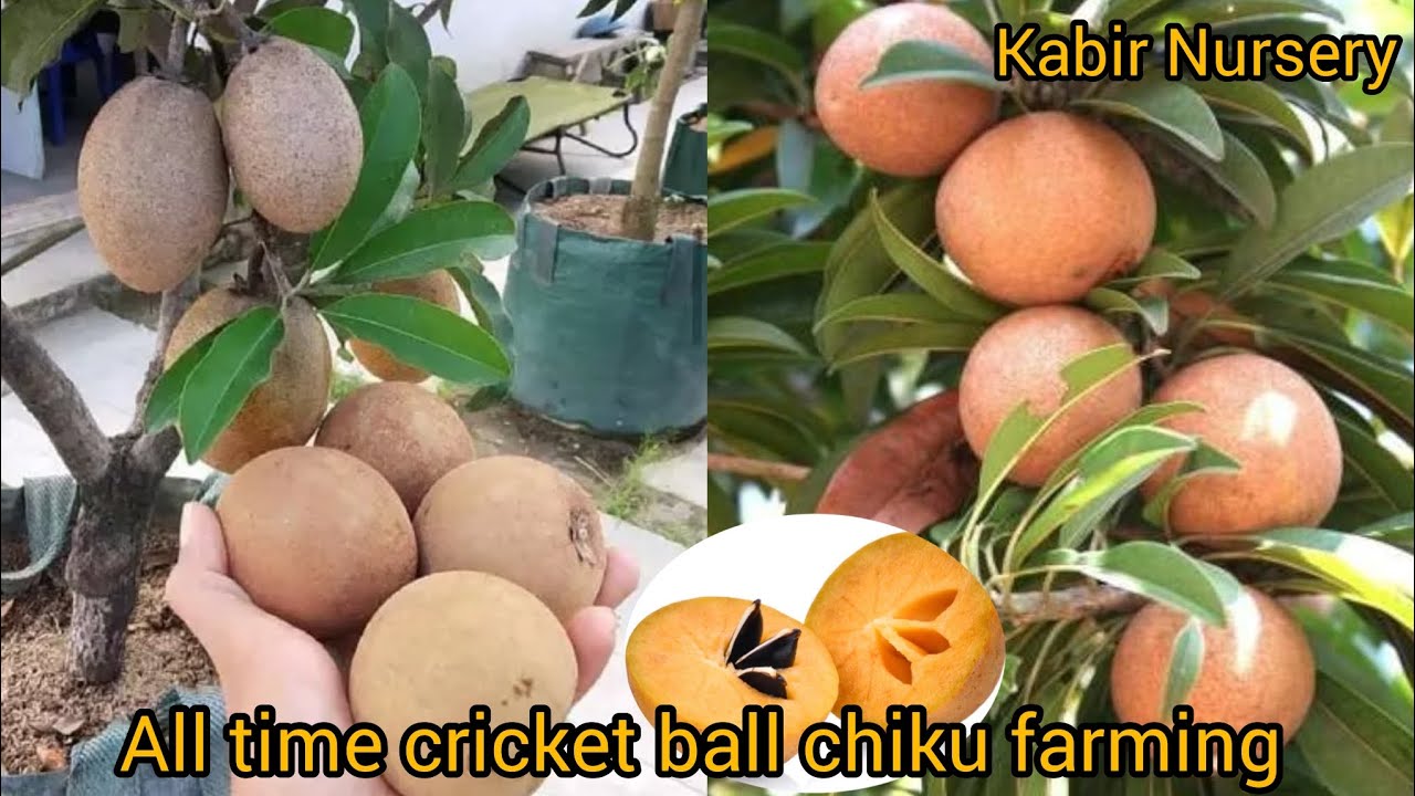 In India Most Popular Cricket Ball Chiku farming | Sapota farming # ...