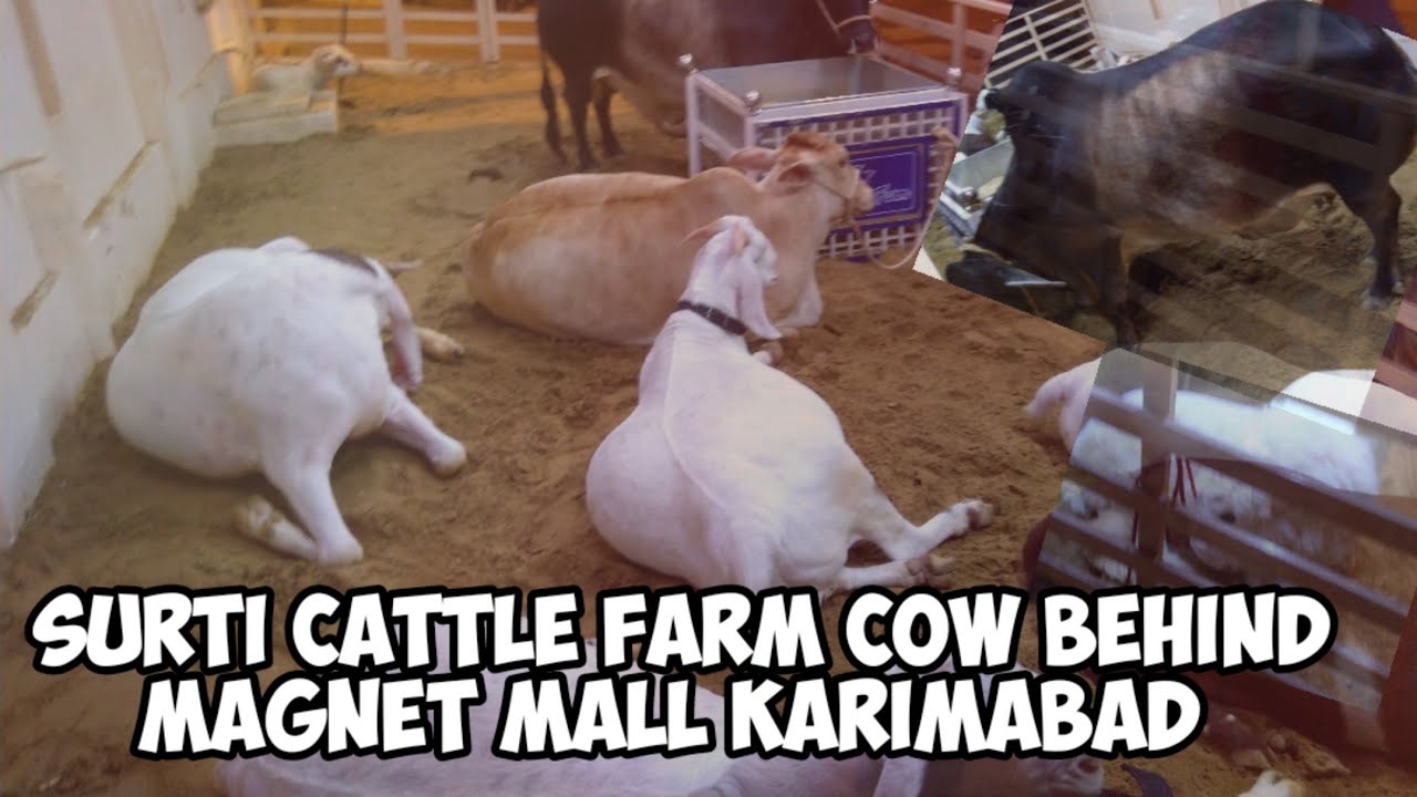 Cow | Surti Cattle Farm Owner Cow | Behind Magnet Mall Karimabad ...