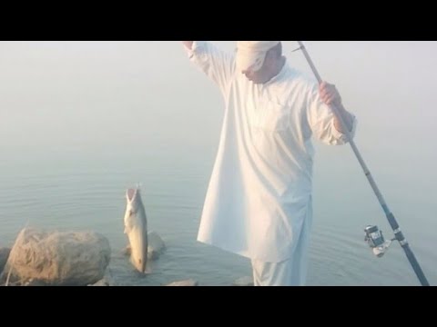 Mali Fish/Helicopter Fish/Wallago Fish/Chashma Barrage Fish/Fishing in ...
