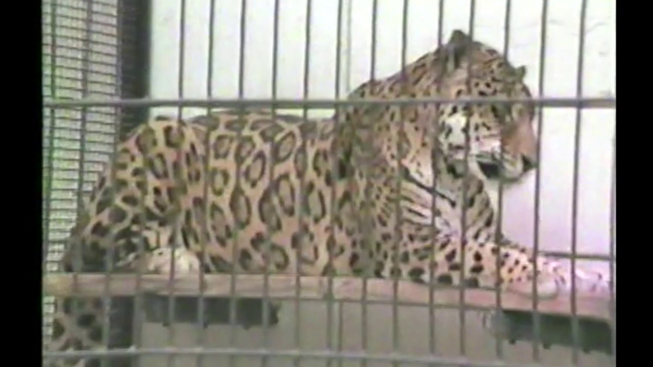 PDC's First Atlanta Zoo Visit - YouTube