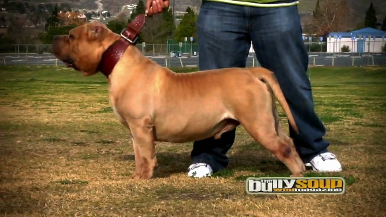 AMERICAN BULLY - YOGI THE BEAR - YouTube