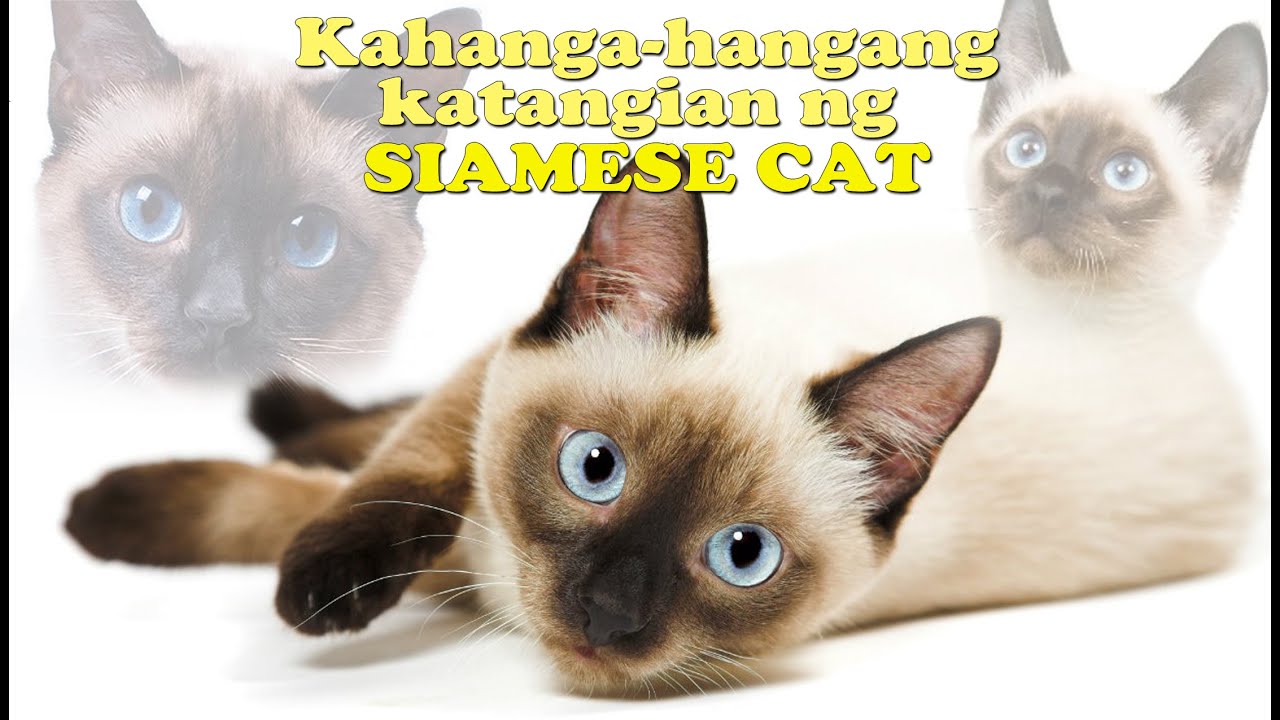 Kahanga-hangang Katangian ng Siamese Cat - SIAMESE CAT - YouTube