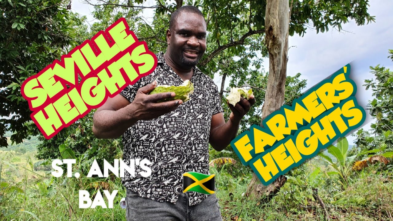 Driving To Seville Heights || Farmers' Heights || St. Ann || Jamaica 🇯🇲 ...