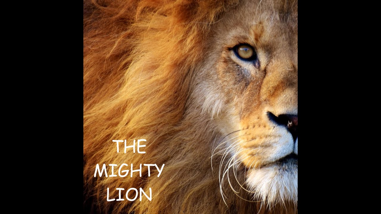 The Mighty Lion - YouTube