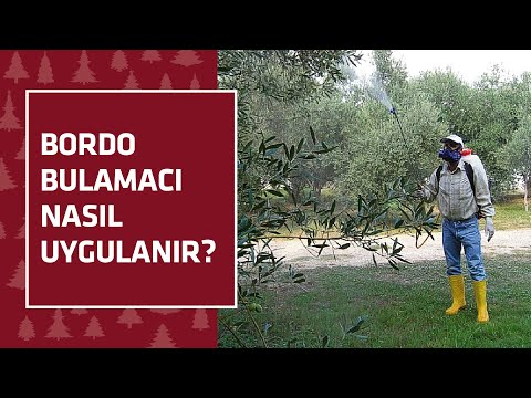 BORDO BULAMACI NASIL UYGULANIR?