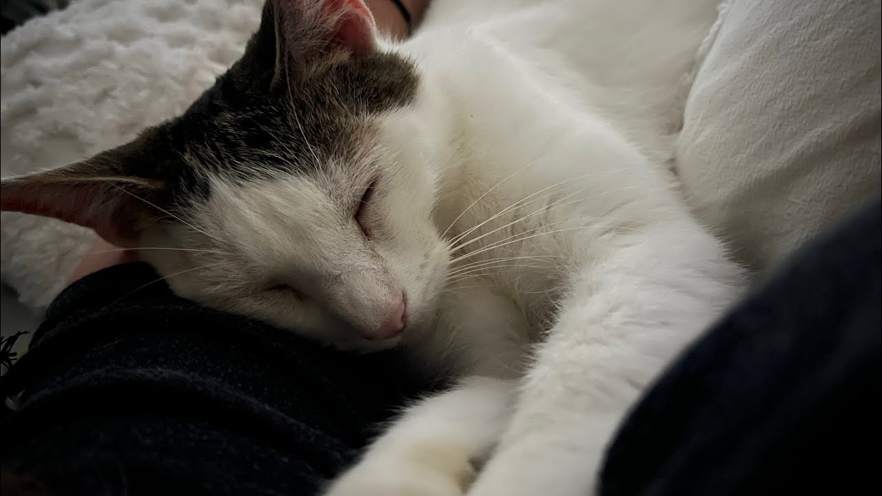 Trending Cat Video - YouTube