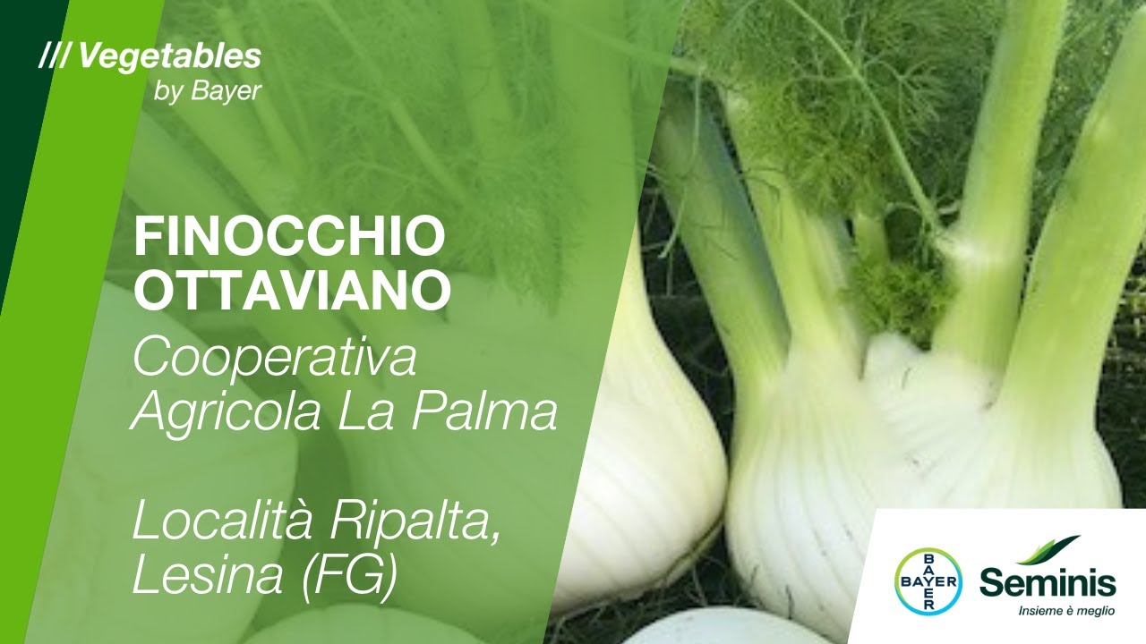 Ottaviano: il finocchio invernale Seminis in provincia di Foggia - YouTube