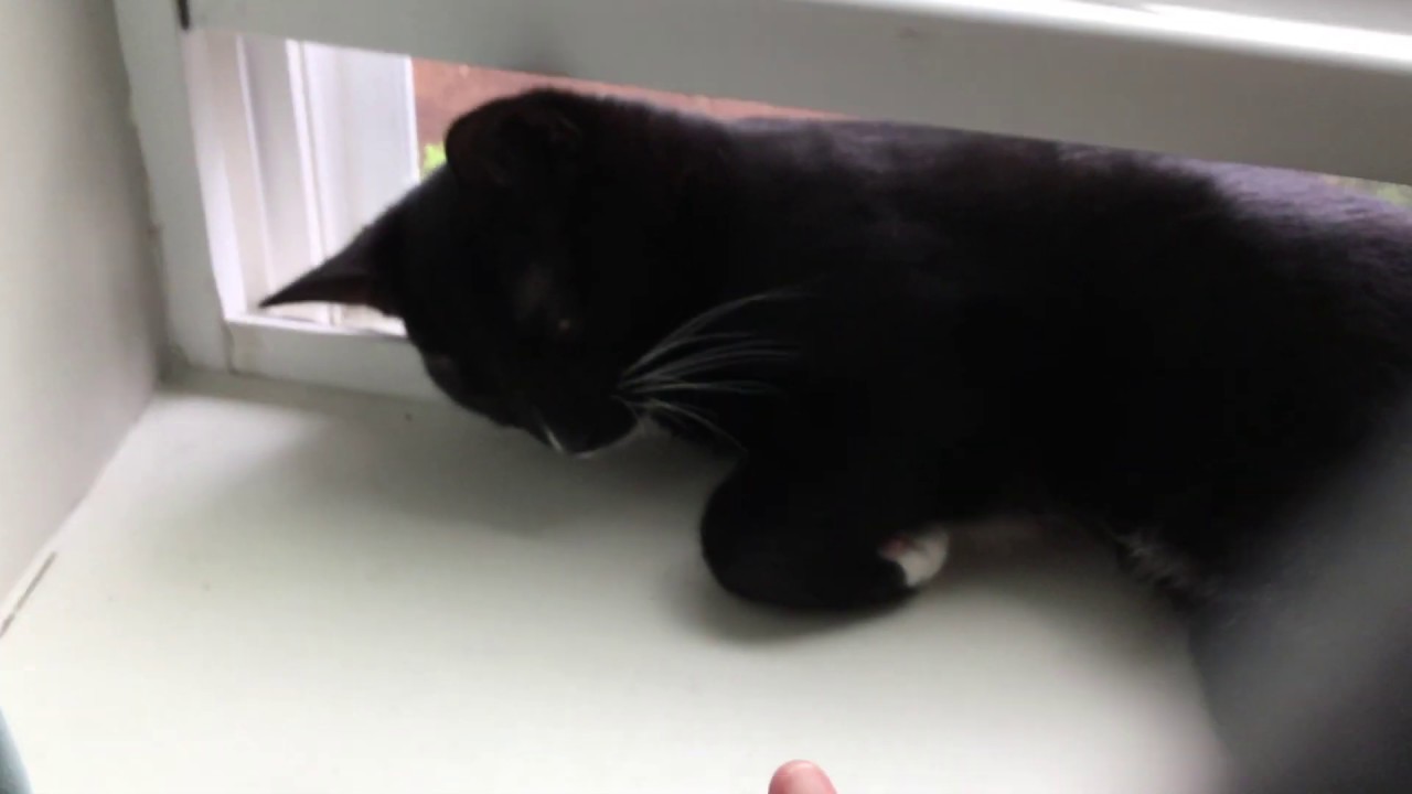 Booping meh cat UwU 💕 - YouTube