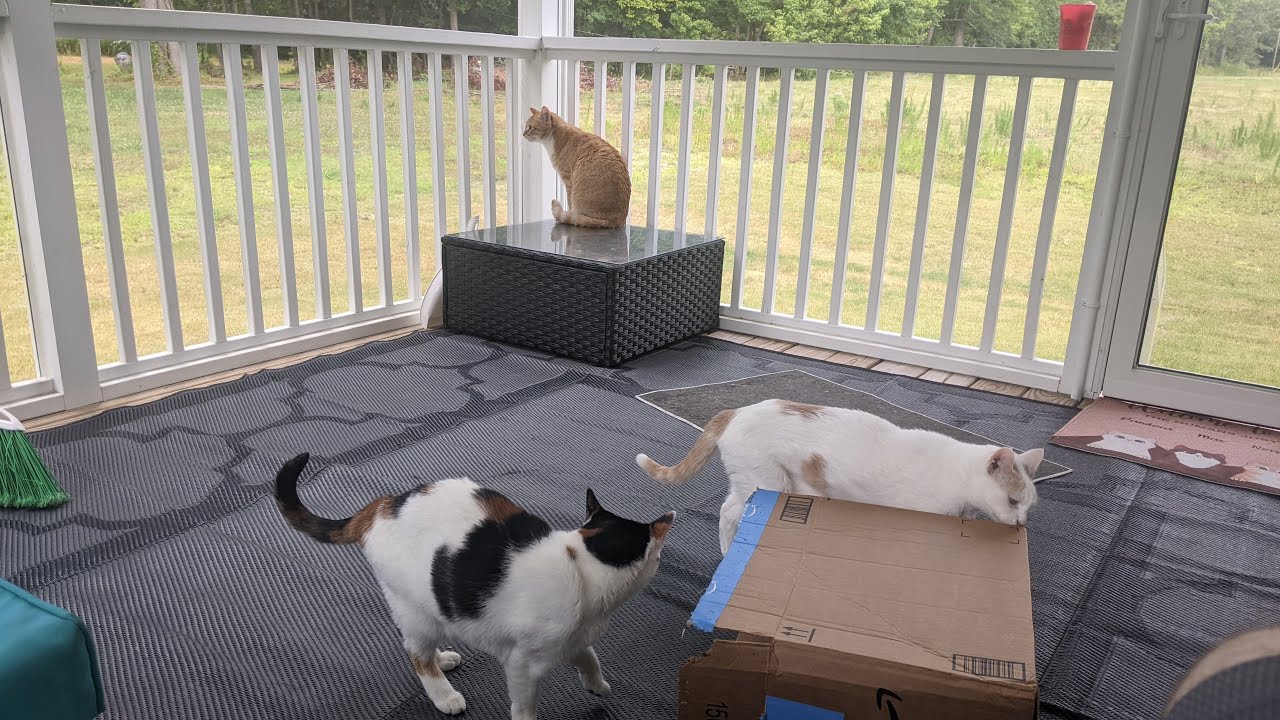 9 cats live #cats #catlover #catlife - YouTube