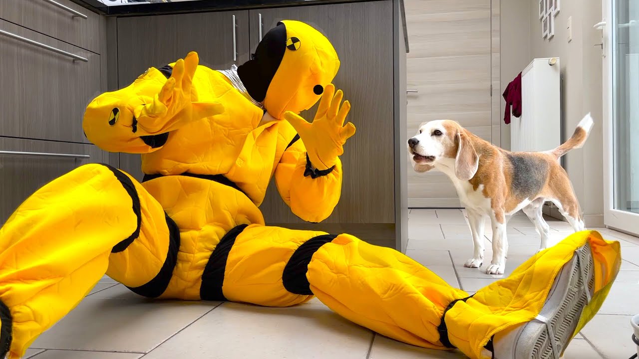 Funny Dog vs Crash Test Dummy PRANK! - YouTube