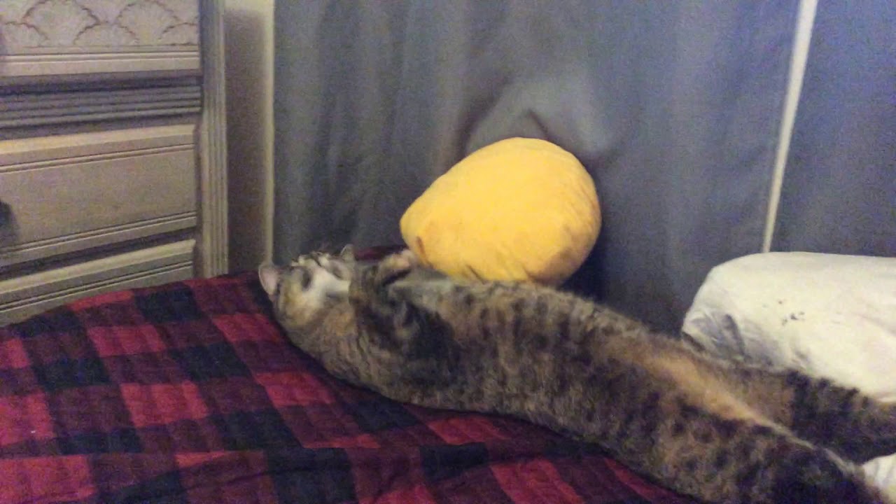 Cat: T H E S E Q U E L A N D M O V I E ! - YouTube