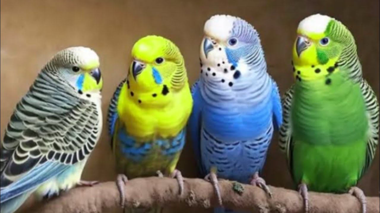 cute budgies making happy sounds,love birds sounds,parakeet singing ...