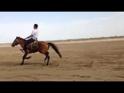 yorga atlar dasqinin ureyi