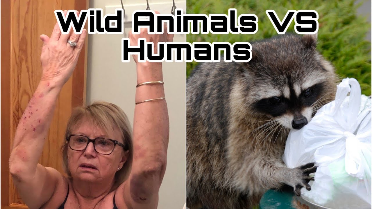 5 RABID Animals That ATTACKED HUMANS - YouTube