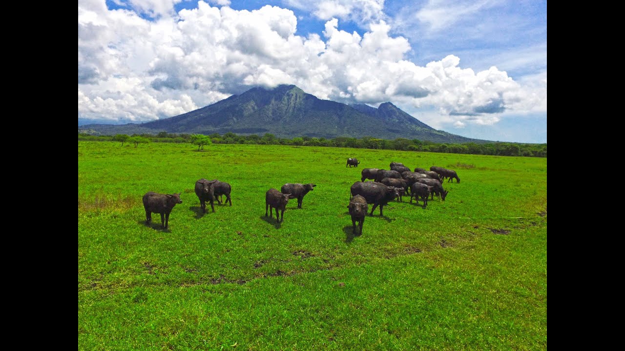 Visit Baluran National Park HD | Morning-Daylight-Night | Wonderful ...