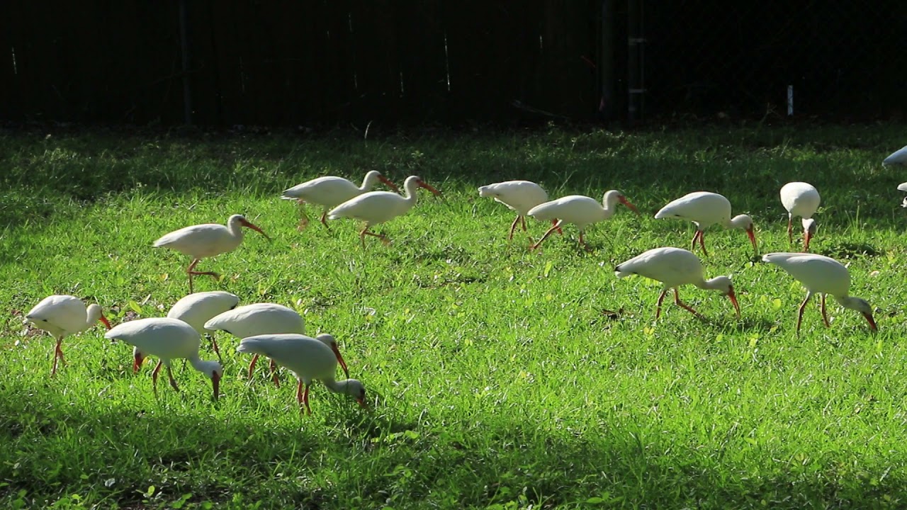 Ibis in back yard - YouTube