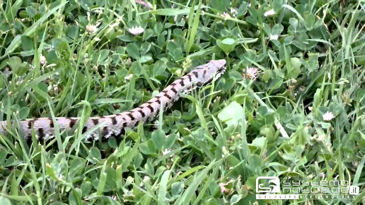 Vipera comune (Vipera aspis) - European asp - YouTube