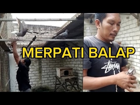 aviary merpati balap, #caratangkapburungmerpatidlmaviary - YouTube