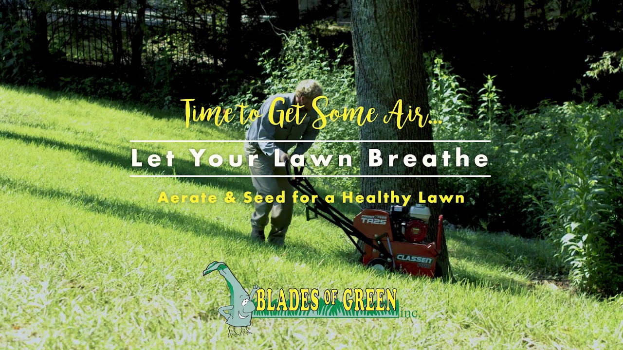 Let your lawn breathe with aeration and overseeding - YouTube