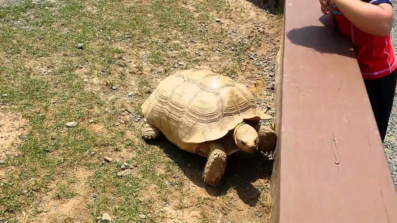Petting a turtle - YouTube