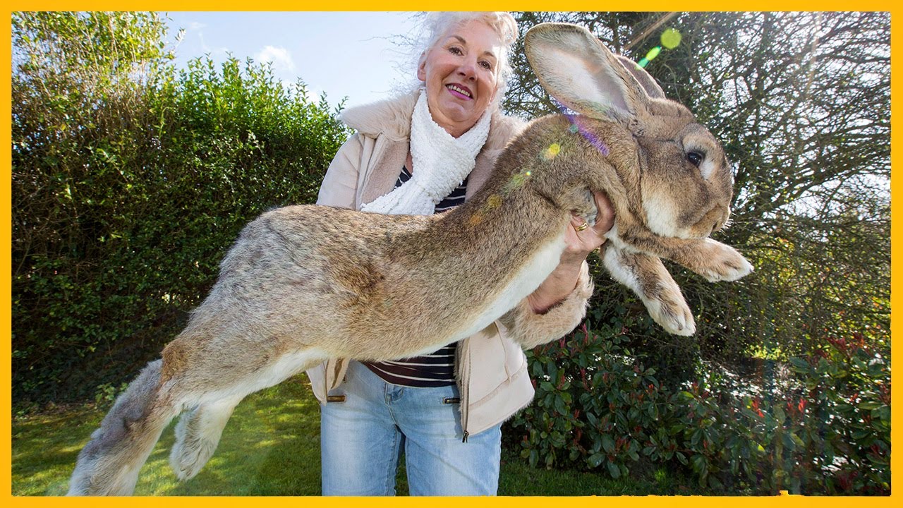 TOP 10 GROOTSTE DIEREN OOIT! 🐍📏 - YouTube