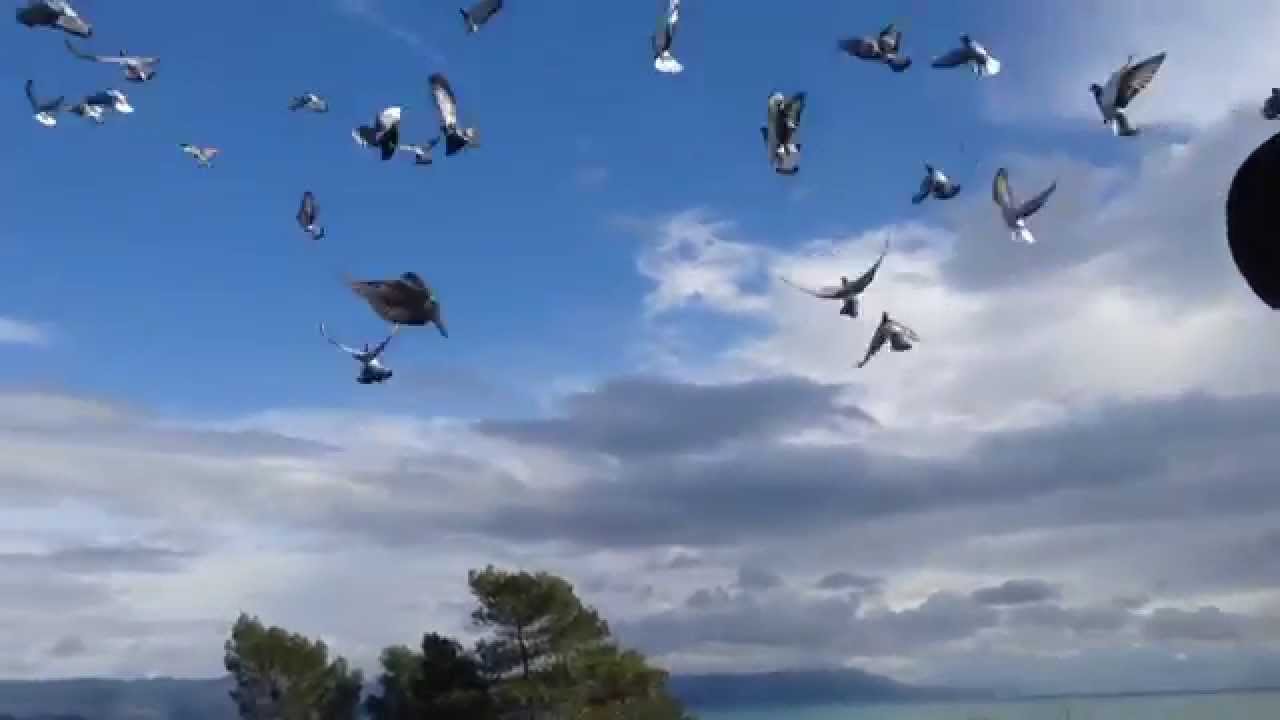 Περιστερια Βουτες Κέρκυρα 08-02-2015 - YouTube