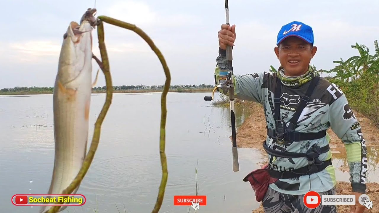 Amazing snakehead fly fishing - Traditional hook fishing - Best hook ...