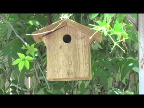 Chickadee at WBU Nest Box - YouTube