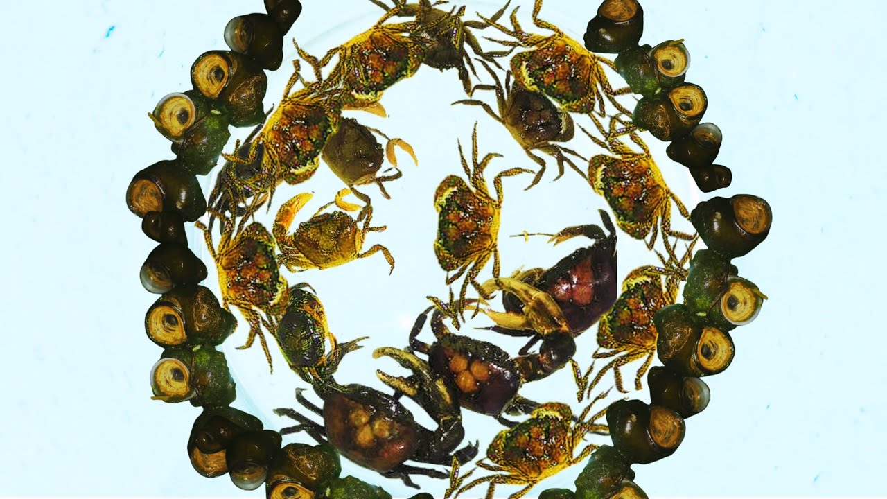 A man expertly hunts for crabs at night. Crabs. Fish and snails - YouTube