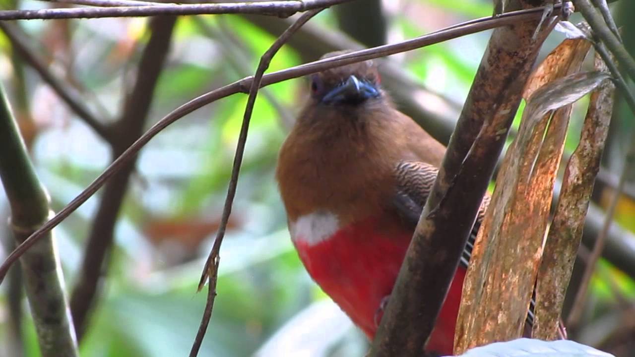 Red-headed Trogon (Harpactes erythrocephalus) - YouTube