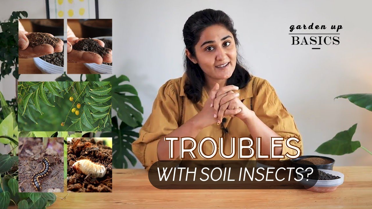 For soil insects use this | Garden Up Basics Ep.35 - YouTube