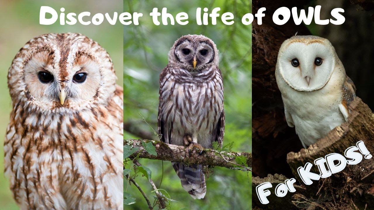Owl-tastic Adventures for KIDS: Discover the Life of Owls! - YouTube