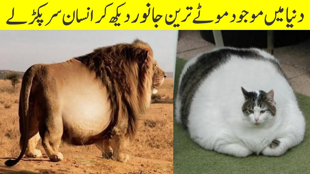 Top 5 Fattest Animals In The World YouTube top-5-fattest-animals-in-the-world-youtube