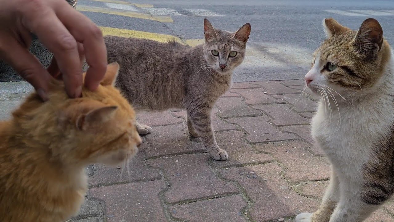 Lots of Cute Cats together. - YouTube