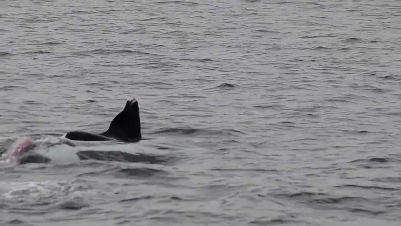 11-11-13 Killer Whales "Fat Fin" and "Stubby" in M - YouTube