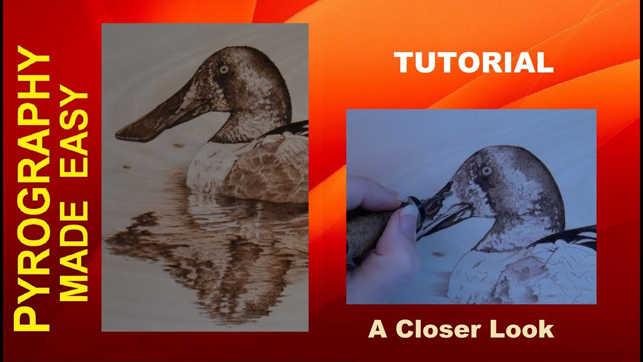 Wood Burning - Northern Shoveler Duck - pyrography tutorial (a closer ...