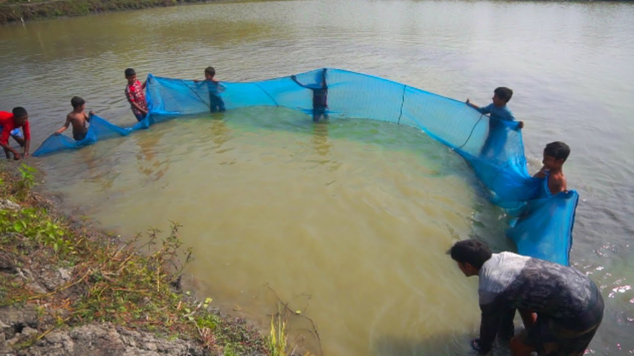 Best net fishing - Traditional net fishing in village river - Fishing ...