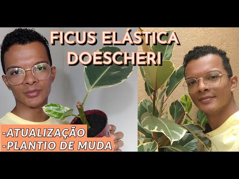 Ficus Elástica Doescheri - atualização da matriz após poda e plantio de ...