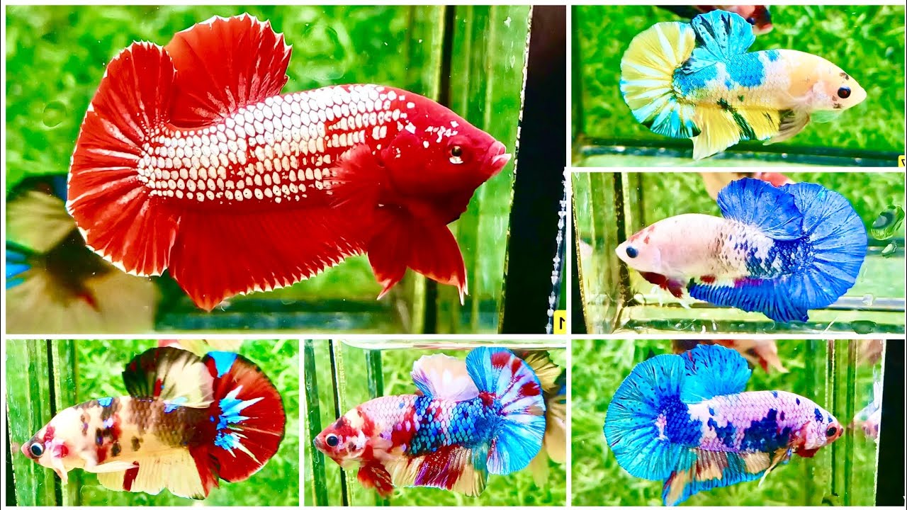 Đợt betta độc lạ 50k siêu đẹp siêu rẻ, nemo multicolor, nemo metallic ...