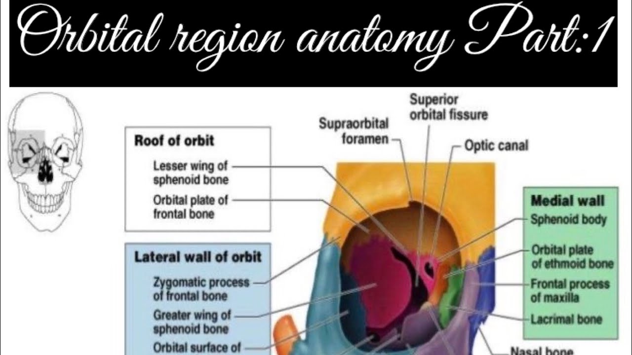 Orbit region anatomy - YouTube