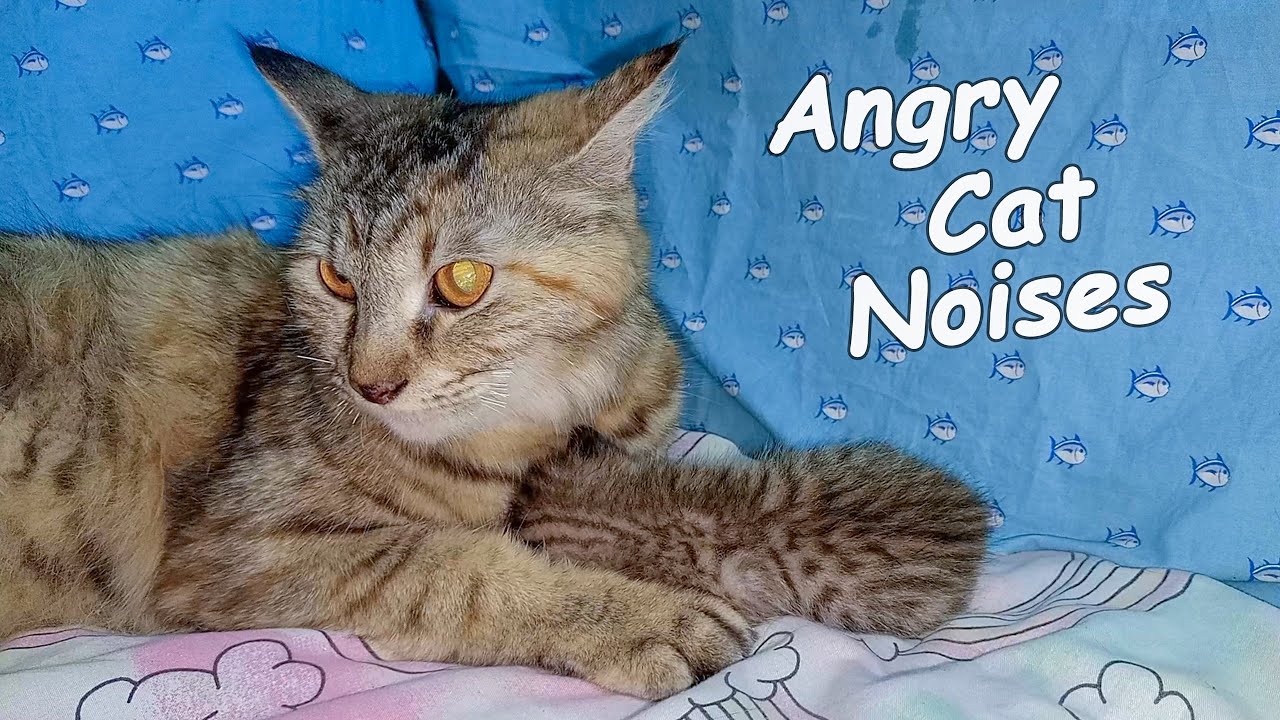 Foster Mom Cat PUNISHES the Naughty Kitten for Misbehaving 😾 | Poor ...
