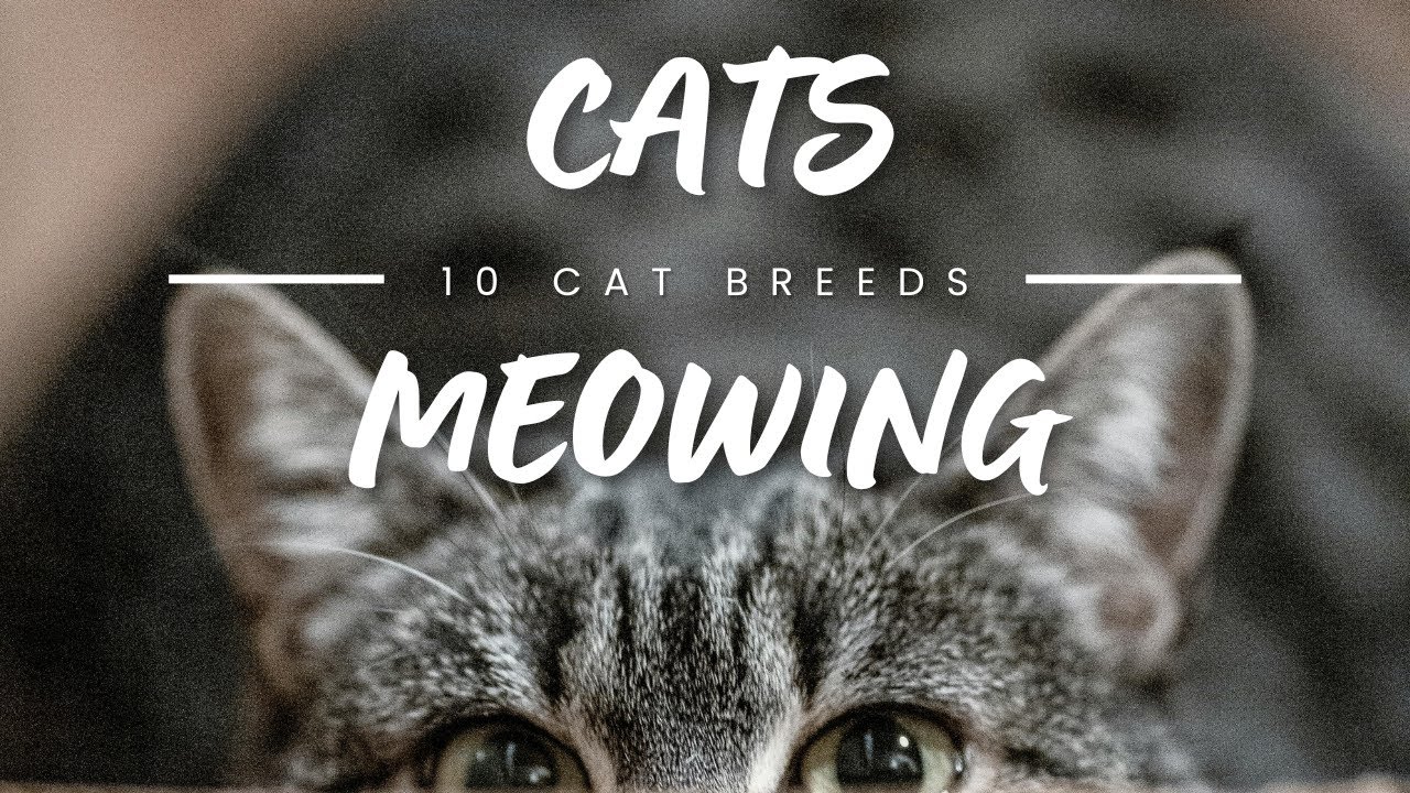 10 Cats Meowing Loudly - Watch Your Pets Go Crazy! - YouTube