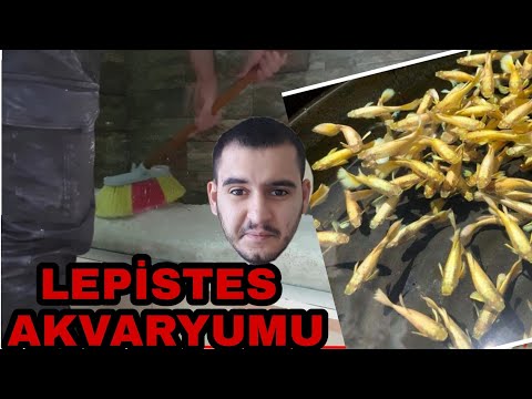LEPİSTES AKVARYUMU NASIL OLMALI LEPİSTES AKVARYUMU