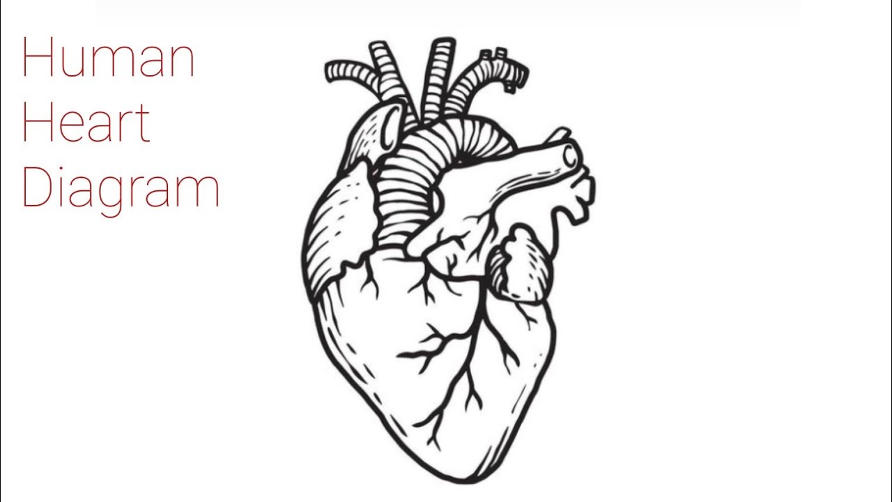 How to Draw a Human Heart Step‑by‑Step (Easy Tutorial) - YouTube