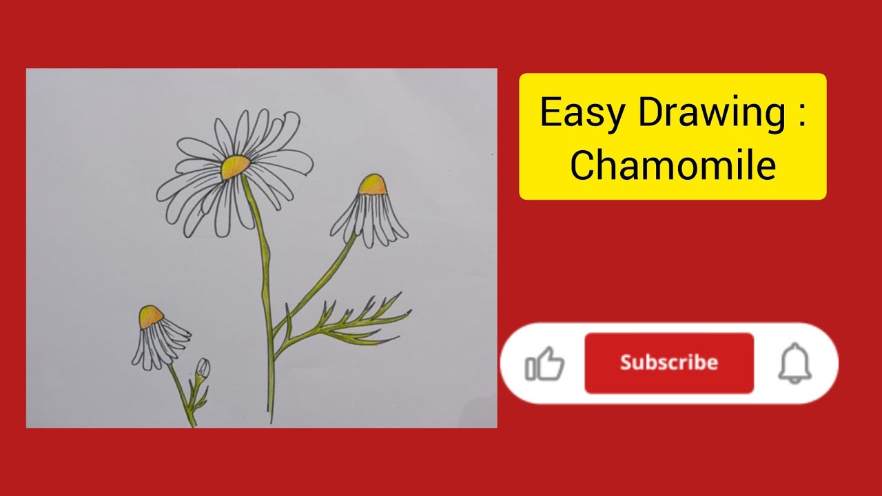 Easy Drawing : Chamomile Flower | How to Draw A Chamomile ...