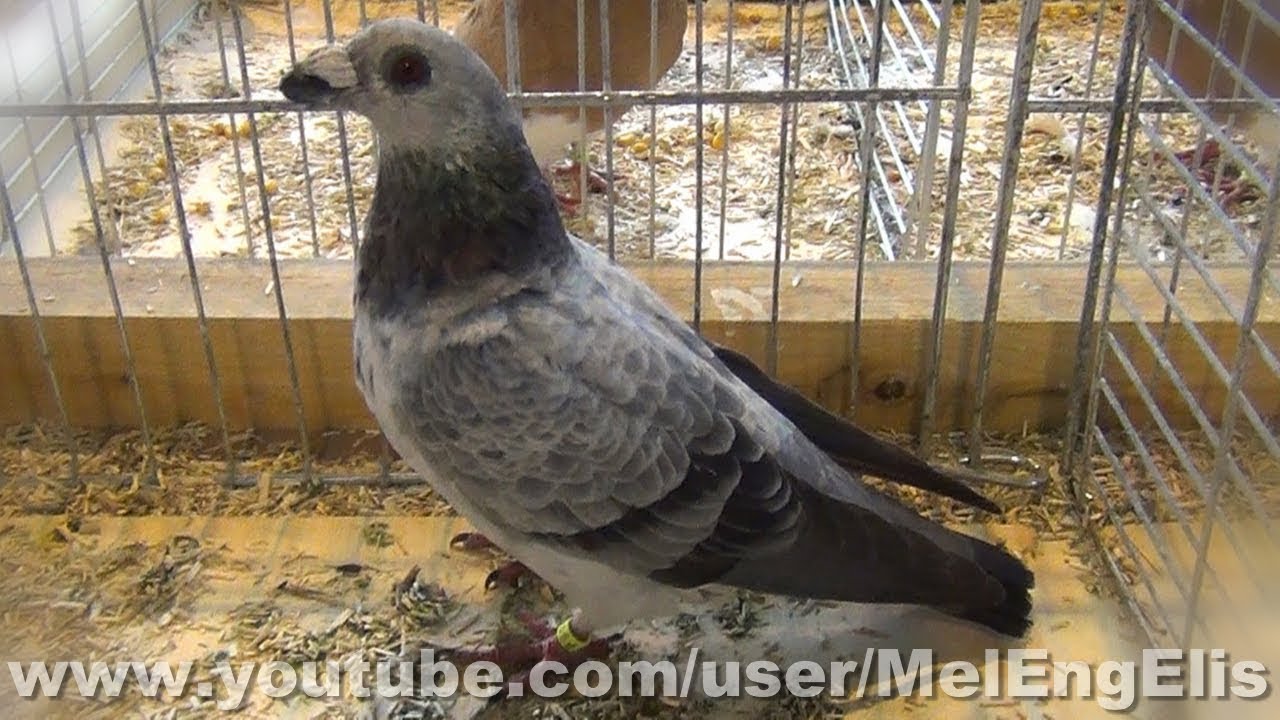 Pigeons Dragons - Dragoon - Dragone - YouTube
