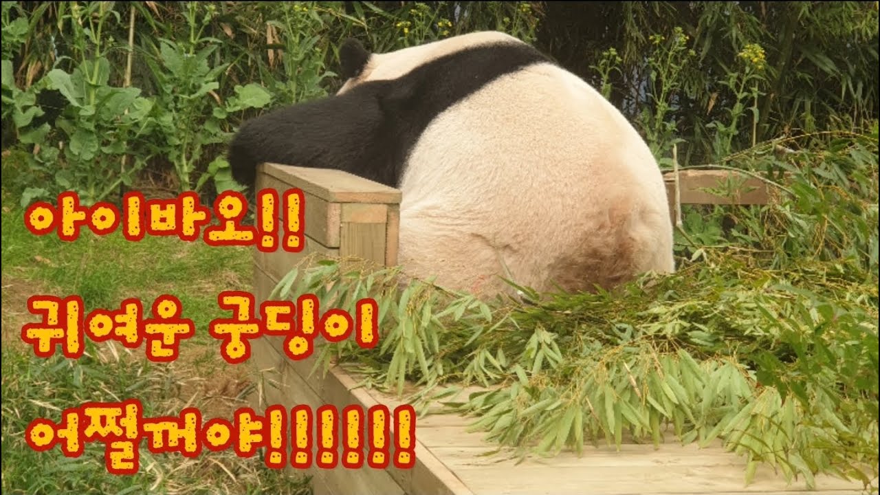 에버랜드 자이언트판다 나무에서 자고있는 아기판다 푸바오와 잠자는 엄마판다 아이바오 뒤척이는 영상엄청짧음주의 Youtube