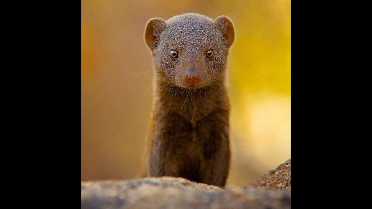 A video about a mongoose - YouTube