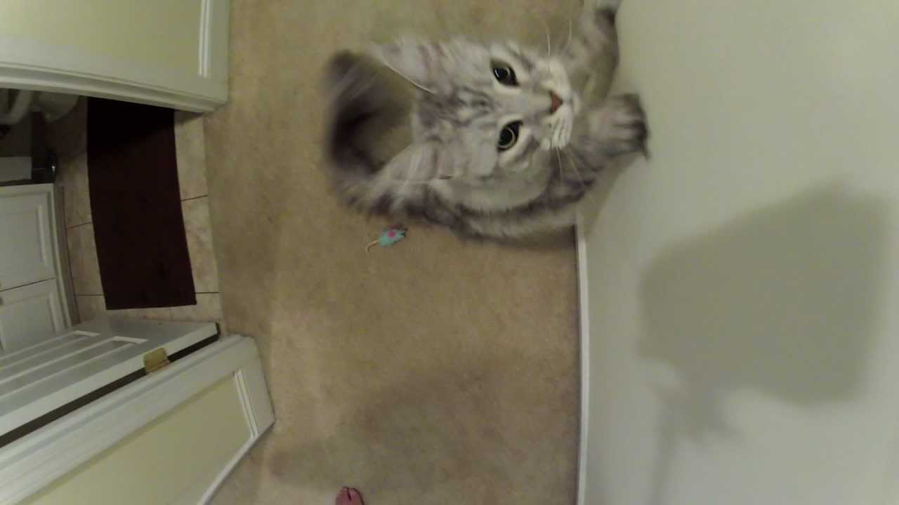 GoPro HD: Maine Coon Cat Attacks GoPro Camera in Slow Motion - YouTube